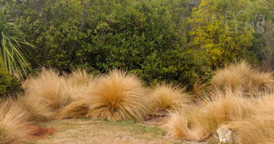 Hard Tussock | Floralens