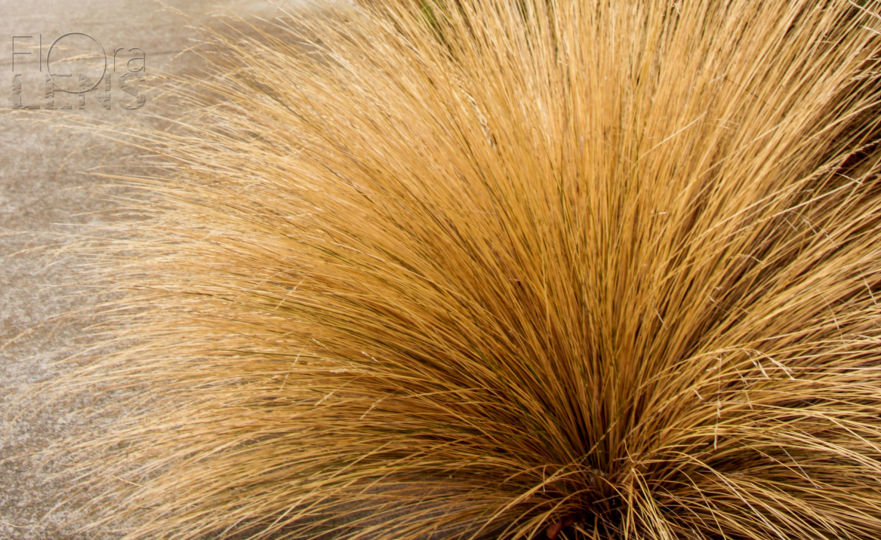 Hard Tussock | Floralens