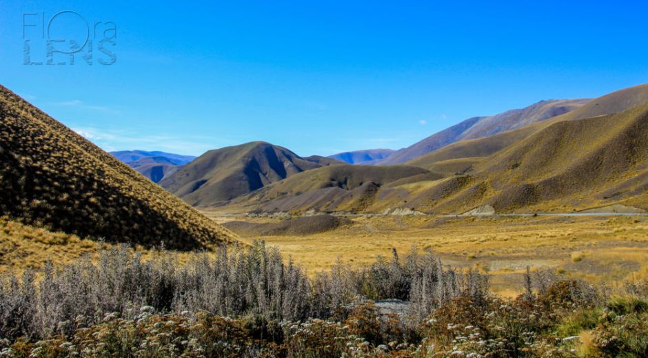 Hard Tussock | Floralens